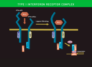Interferonopathies: An Overview | PBL Assay Science