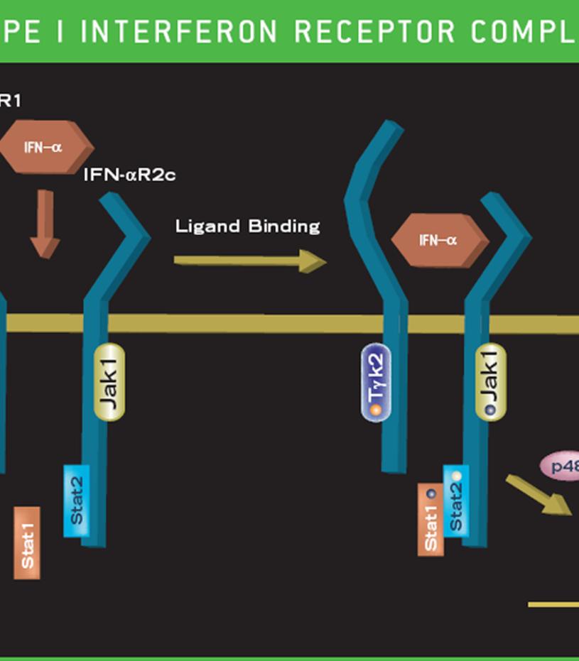 Introduction to Interferon | PBL Assay Science